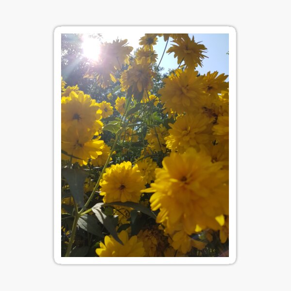 "Summer Edition: Happy Yellow Flowers" Sticker for Sale by mermeria ...