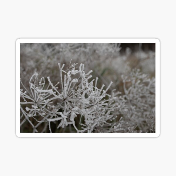 "Frozen Plants - Winter Vibes" Sticker by VieClaud | Redbubble
