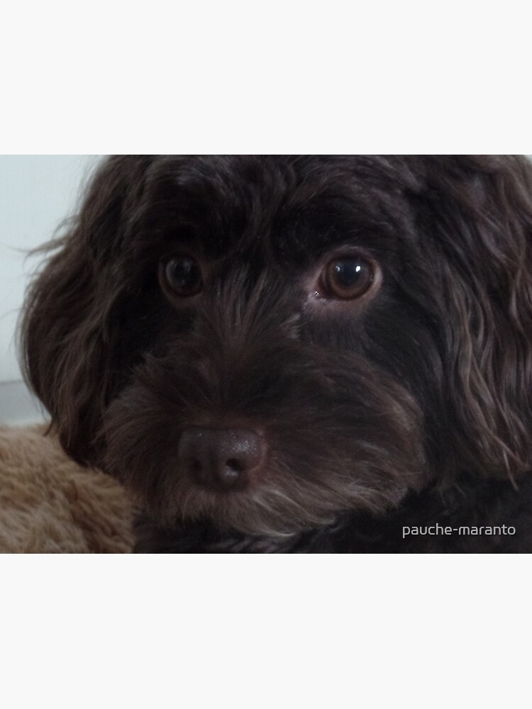 "Cockapoo face" Poster by pauche-maranto | Redbubble