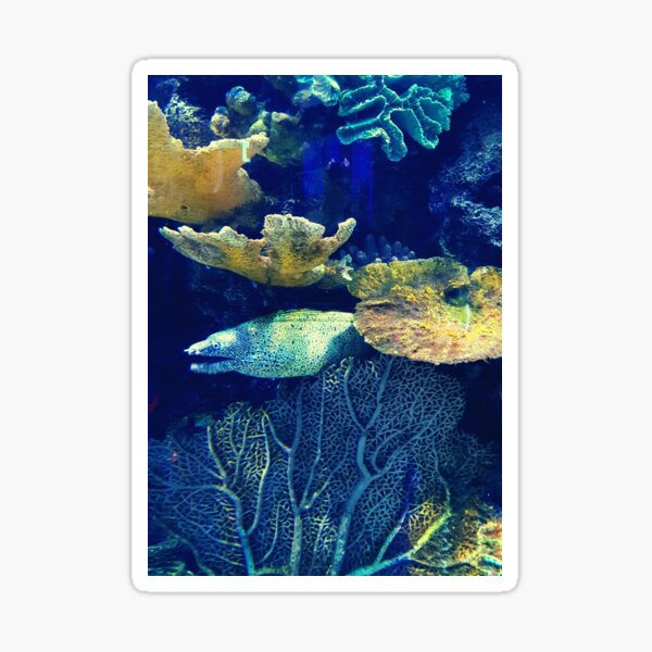 "Reef Eel" Sticker for Sale by LittleIconShop | Redbubble
