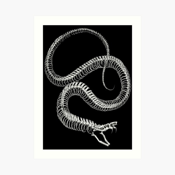 "Snake skeleton" Art Print for Sale by Varg Massari | Redbubble