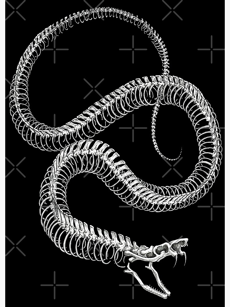 "Snake skeleton" Poster for Sale by virginia-varg | Redbubble