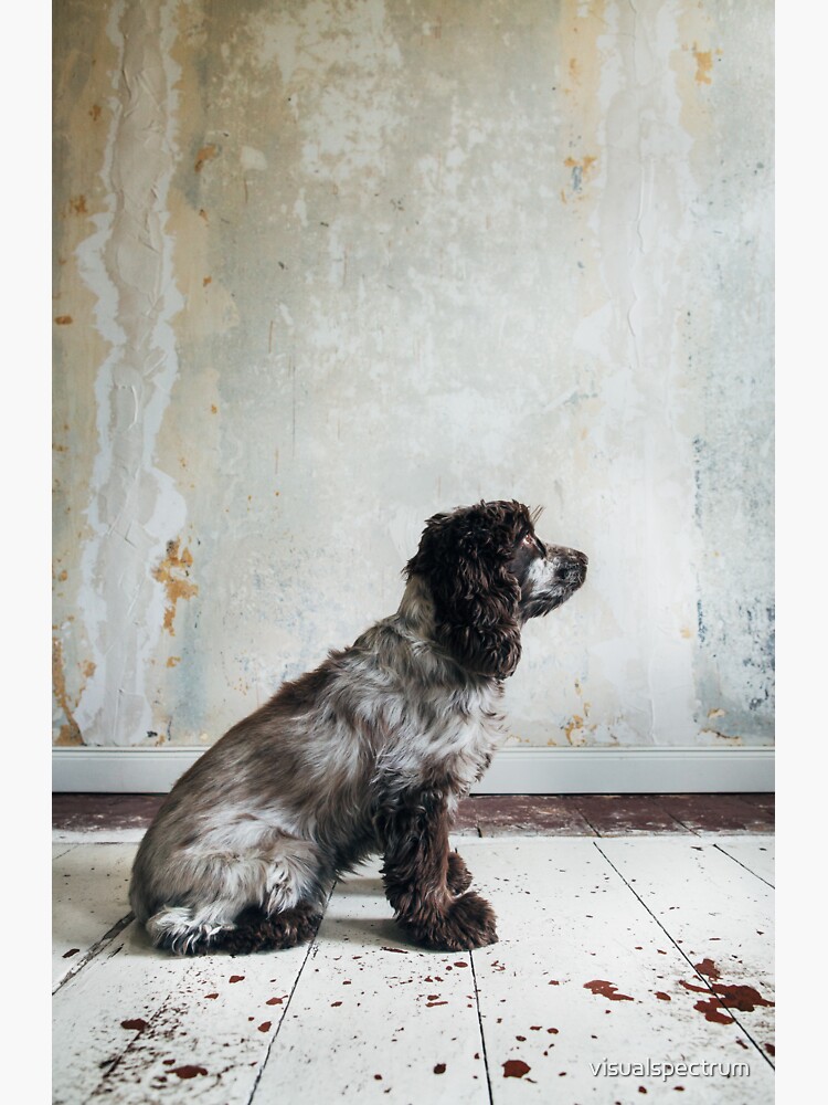 "Profile of Cocker Spaniel Sitting in Shabby Apartment" Sticker by ...