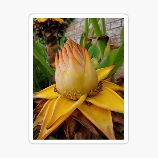 "Musella" Sticker by CORNISHPHOTOS | Redbubble