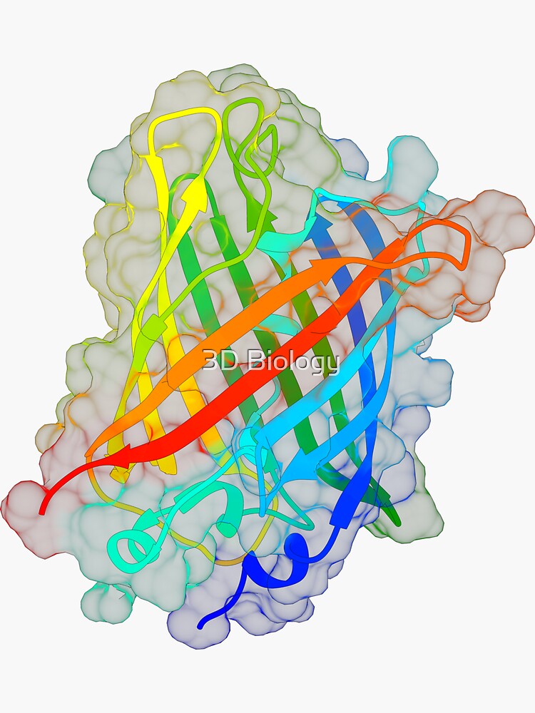 "Green Fluorescent Protein (GFP)" Sticker for Sale by 3D-Biology ...