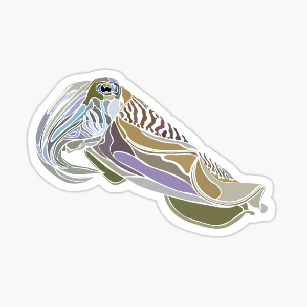 "Cuttlefish Illustration" Sticker for Sale by KyleSmithgall | Redbubble