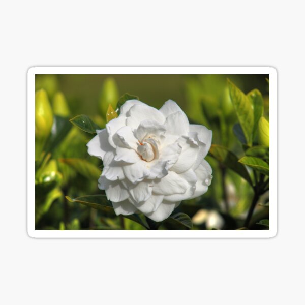 "Gardenia" Sticker by zumi | Redbubble