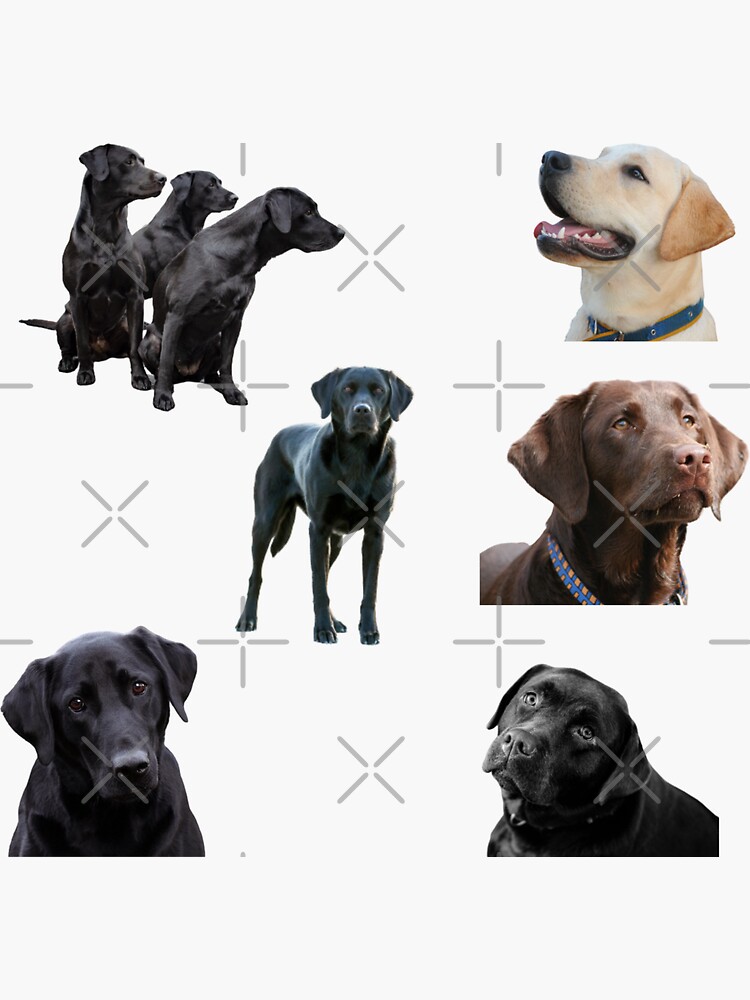 "Labrador Sticker Pack" Sticker for Sale by greygoodzstore | Redbubble
