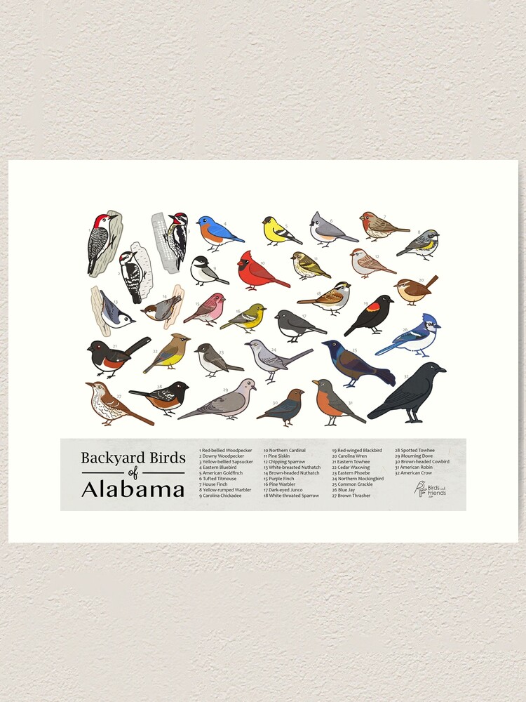 Impression artistique « Alabama - Backyard Birds of Alabama Field Guide ...