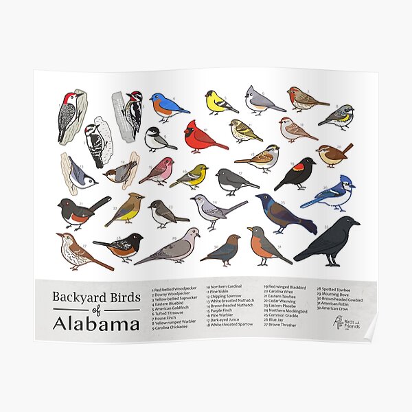 "Alabama - Backyard Birds of Alabama Field Guide Print - Bird Art Print ...