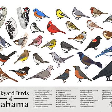 "Alabama - Backyard Birds of Alabama Field Guide Print - Bird Art Print ...