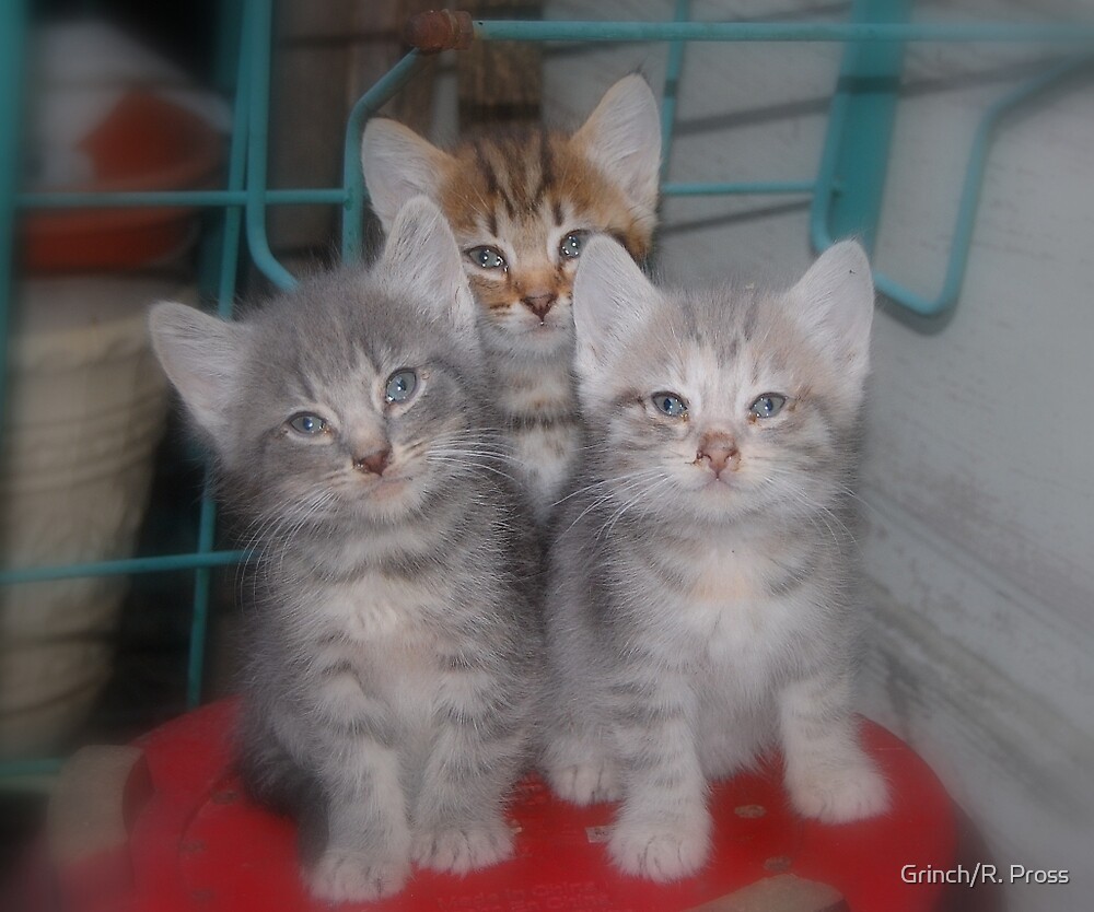 "Oscar, Simon & LuLu" by Grinch/R. Pross | Redbubble