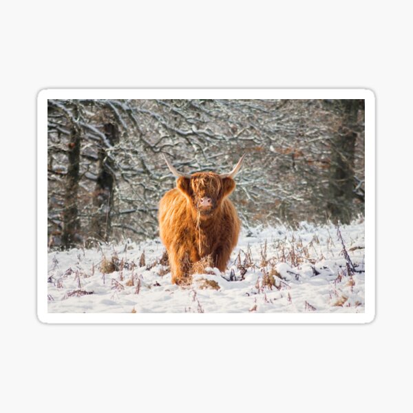 "Scottish Highland cow in the snow" Sticker for Sale by HaleyRedshaw ...