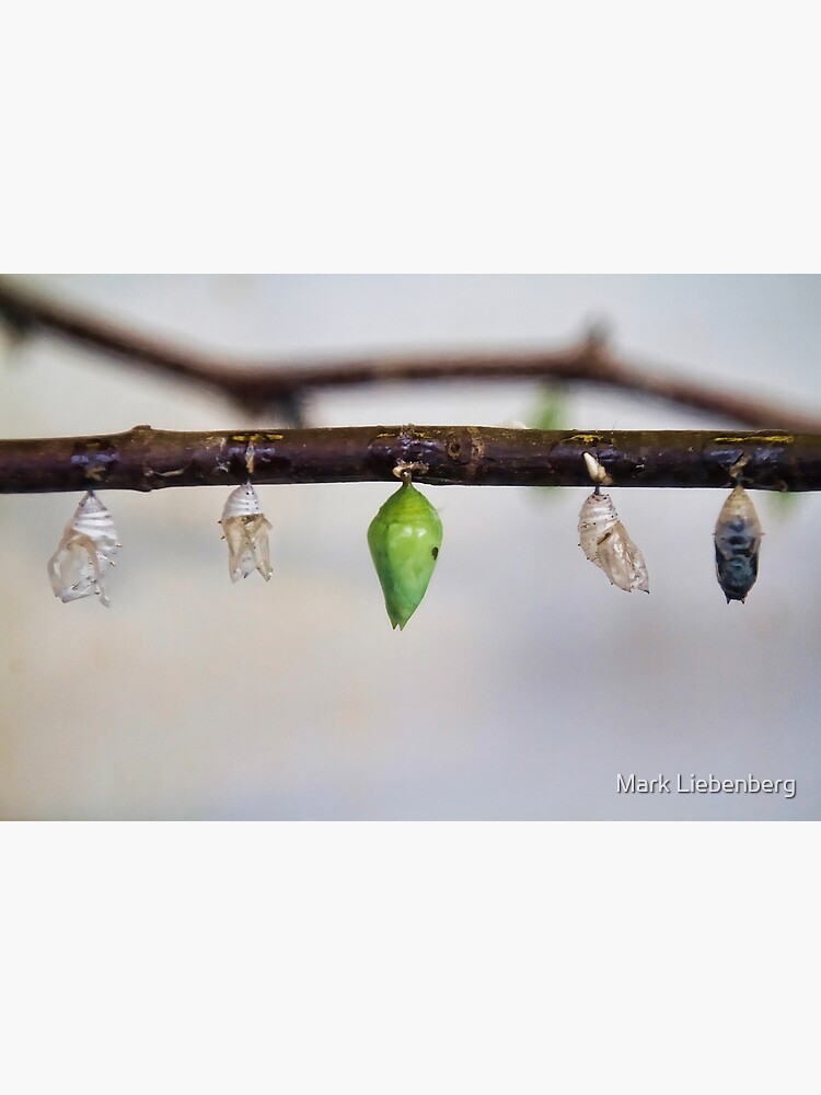 "Born Again - Butterflies" Poster by mliebenberg | Redbubble