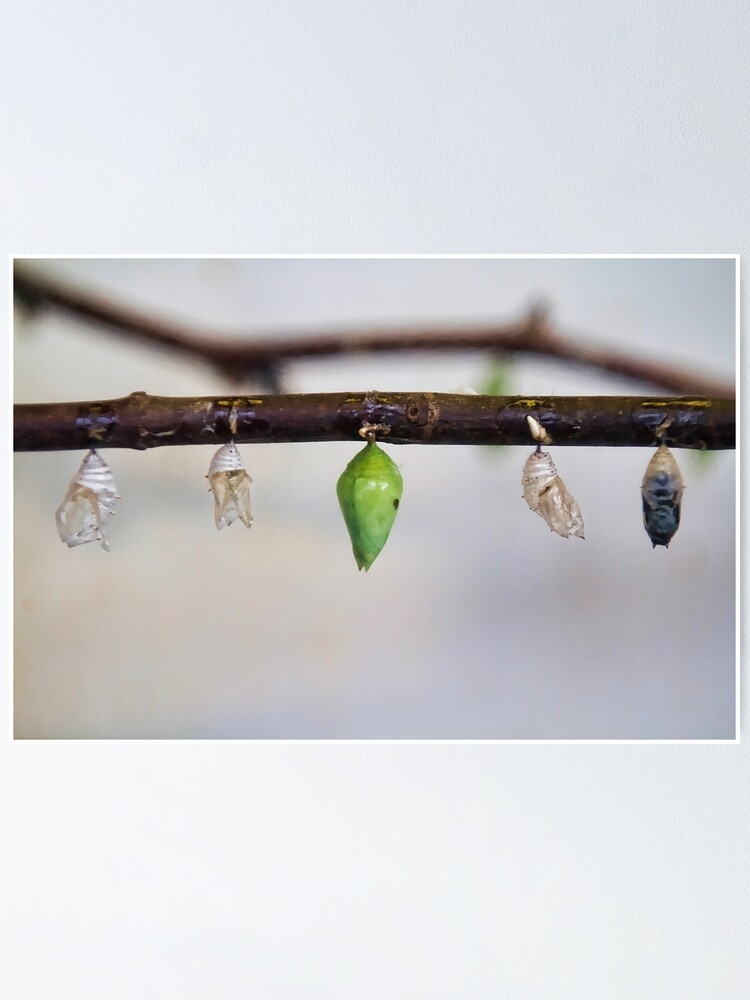 "Born Again - Butterflies" Poster by mliebenberg | Redbubble
