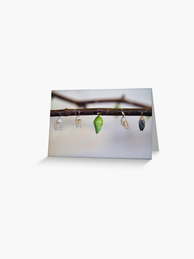 "Born Again - Butterflies" Greeting Card for Sale by Mark Liebenberg ...