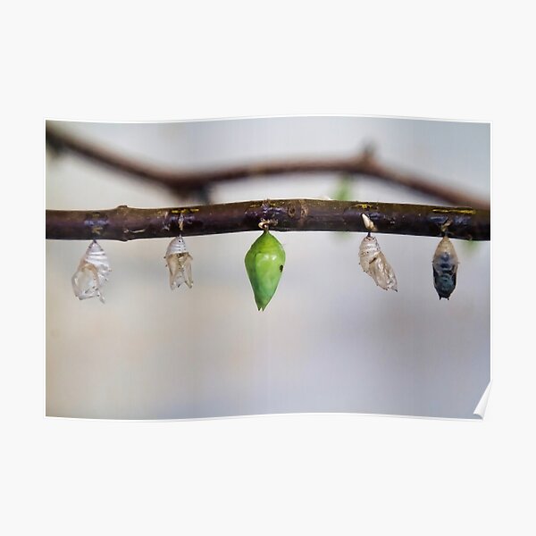 "Born Again - Butterflies" Poster by mliebenberg | Redbubble