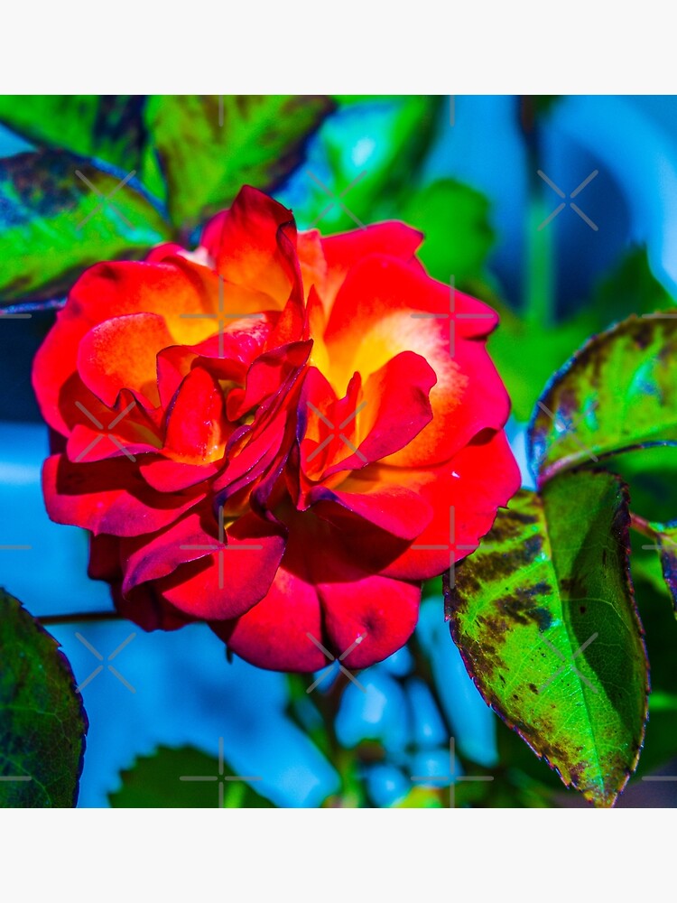 "Red rose flower" Poster by SzendeB | Redbubble