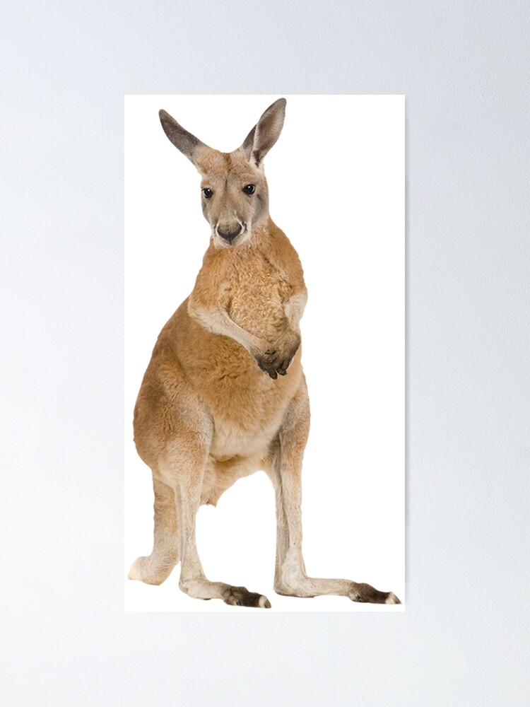 "Red Kangaroo" Poster for Sale by phandiltees | Redbubble