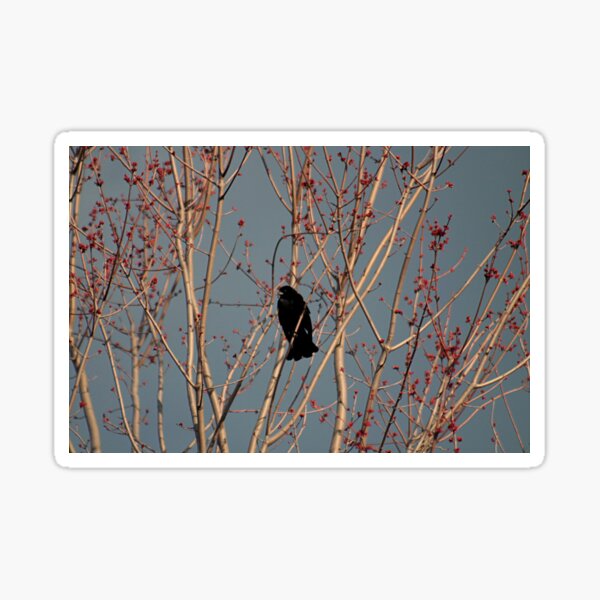 "Blackbird" Sticker for Sale by backyardwonders | Redbubble