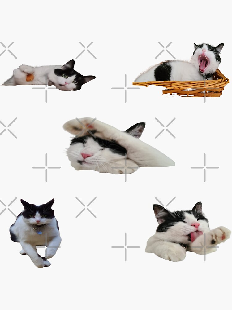 "Happy Dapping Cat " Sticker for Sale by Loubie2 | Redbubble