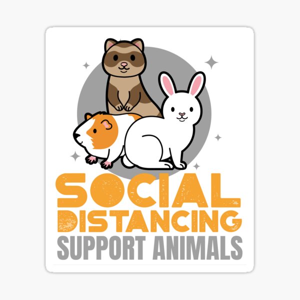 "Social Distancing Support Animal | Rabbits, guinea pigs, hamsters ...