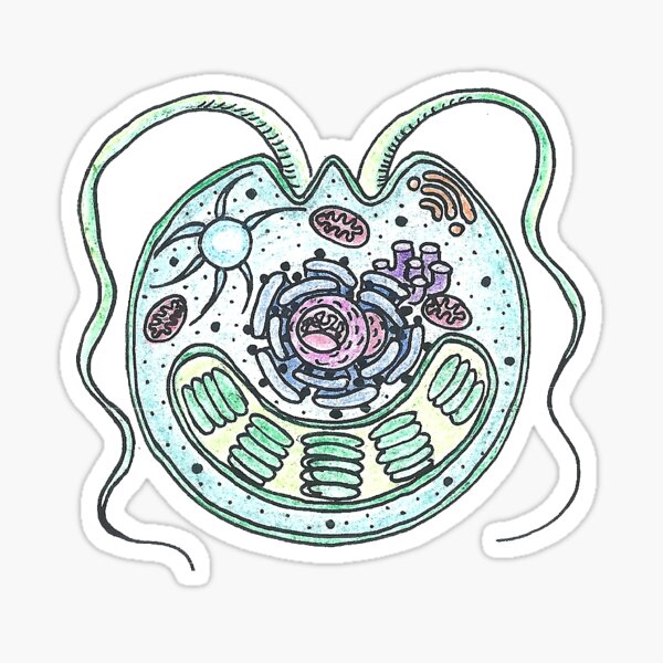 Protista Merch & Gifts for Sale | Redbubble