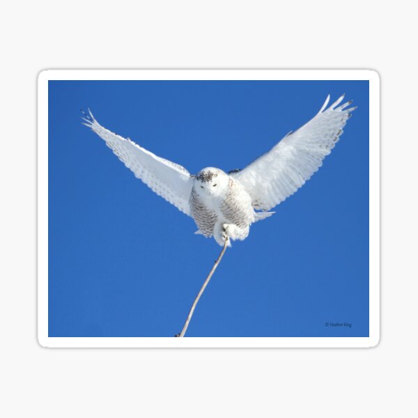 "Precision" Sticker by locustgirl | Redbubble