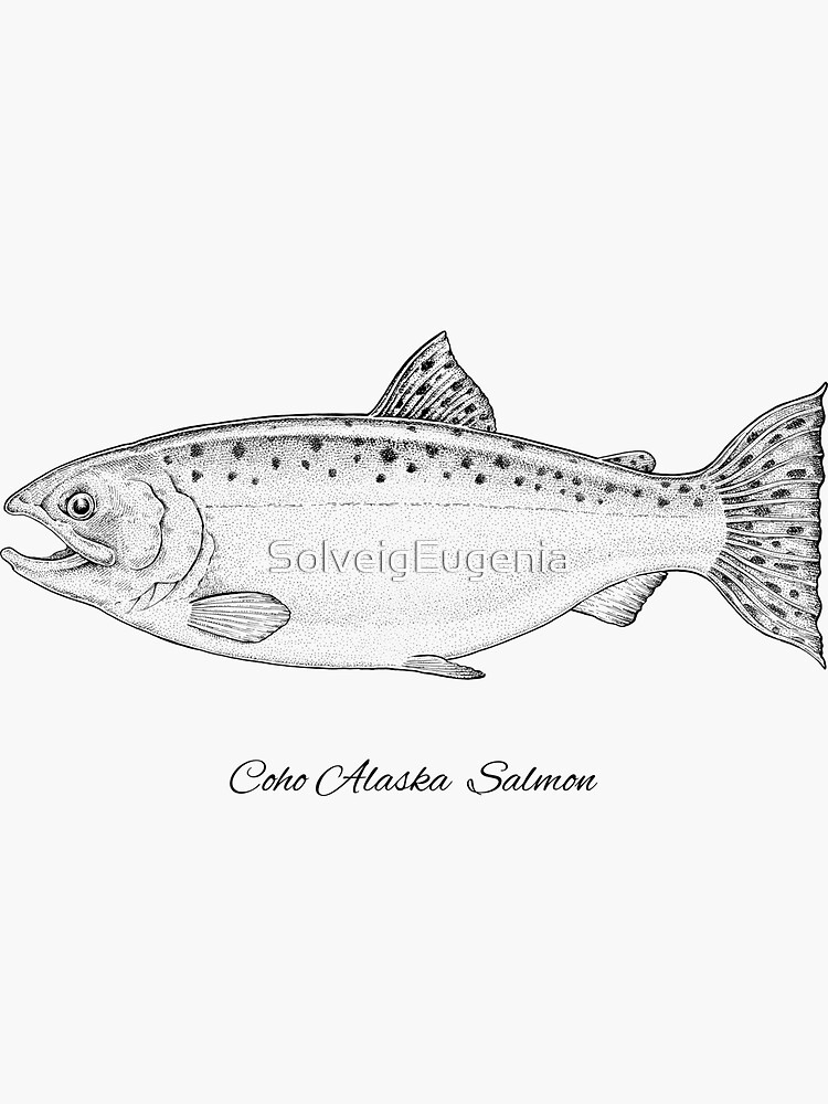 "Coho Atlantic Salmon" Sticker for Sale by SolveigEugenia | Redbubble