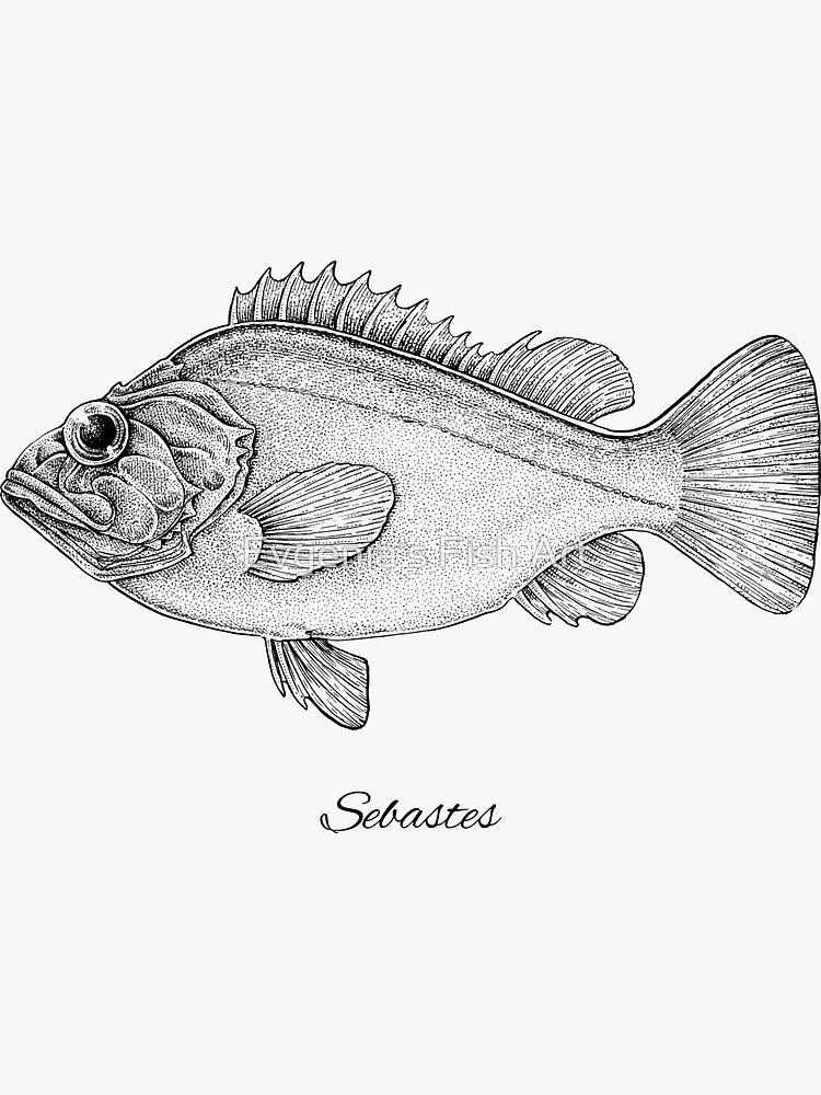 "Sebastes" Sticker for Sale by SolveigEugenia | Redbubble