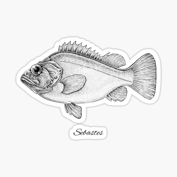 "Sebastes" Sticker for Sale by SolveigEugenia | Redbubble