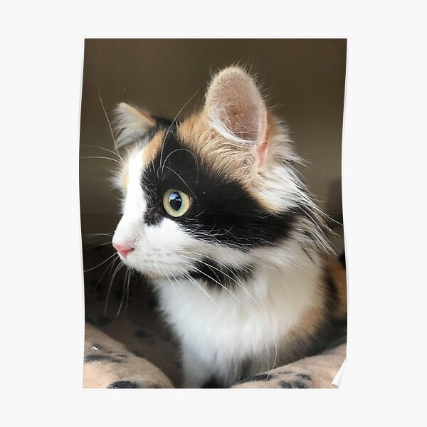 Poster: Gemalte Katze | Redbubble