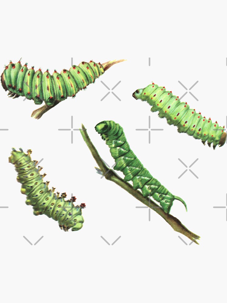 "Caterpillar Collection - Sticker Pack" Sticker for Sale by elevens ...