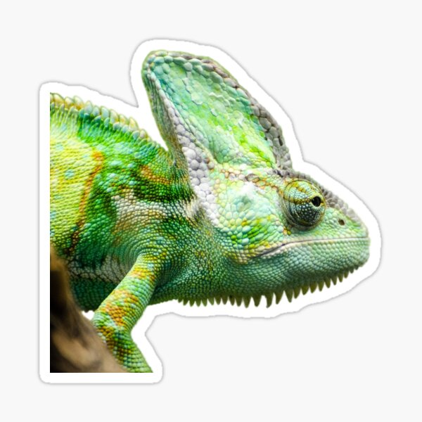 Chameleon Stickers | Redbubble