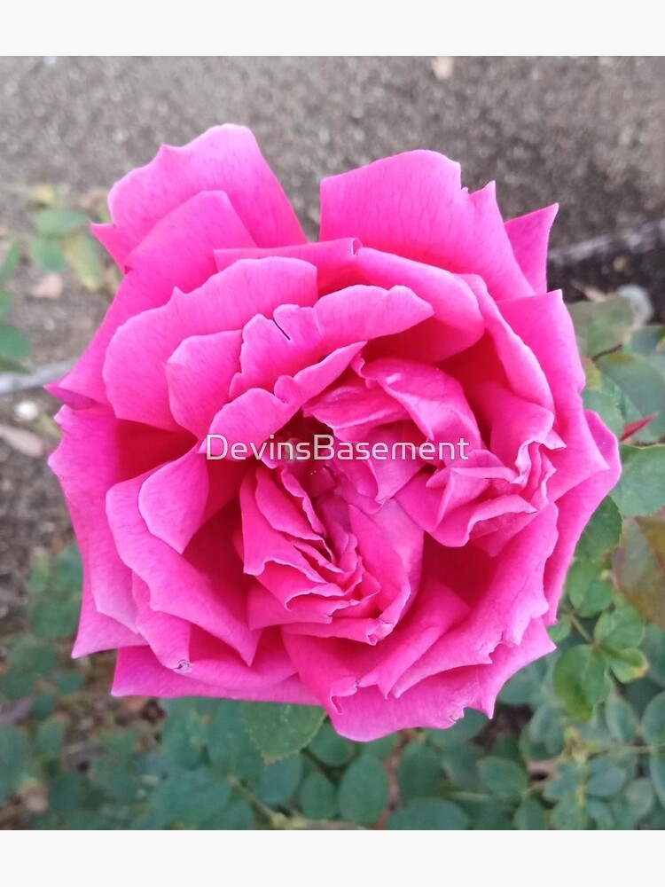 "Red Rose Burst Bloom" Poster for Sale by DevinsBasement | Redbubble