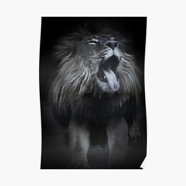 "Lion Yawn" Poster by Blue-Nomad | Redbubble