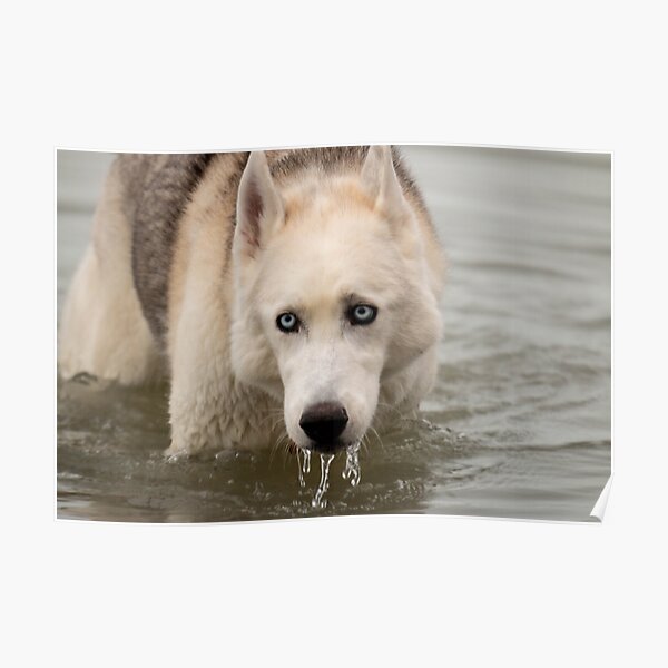 "water dripping from husky's face" Poster for Sale by mynewturtle ...
