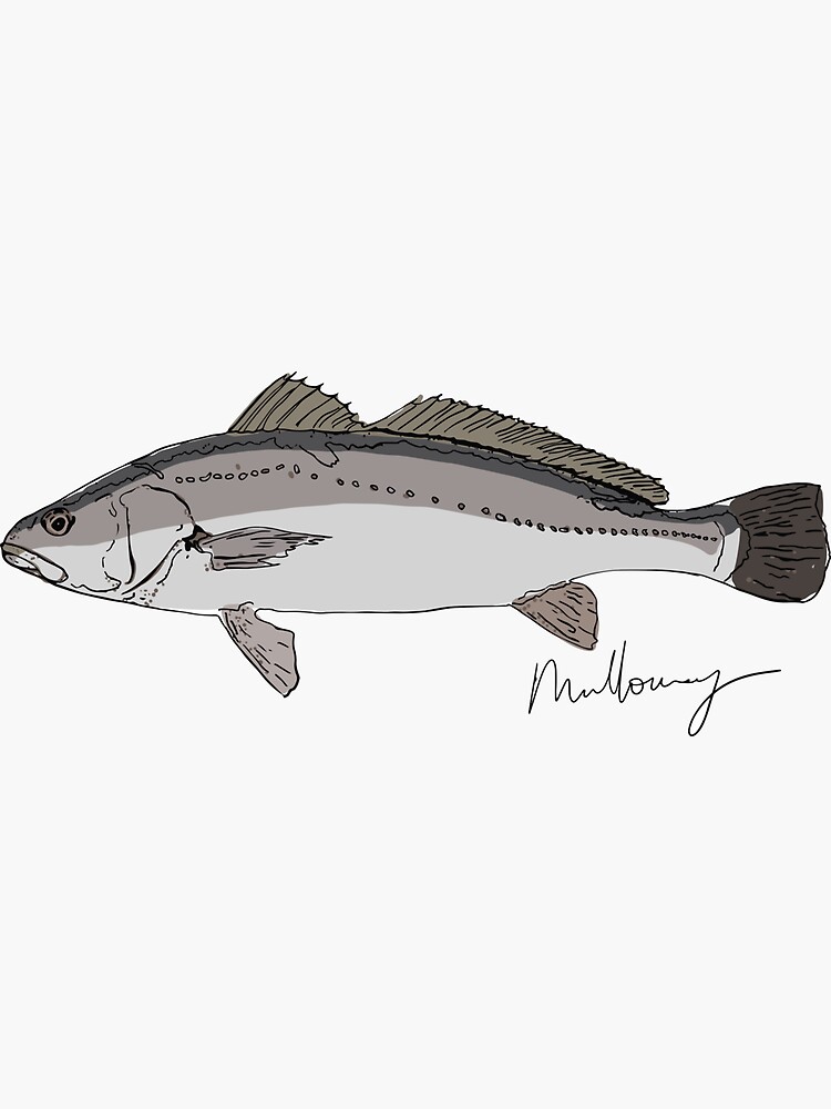 "Mulloway" Sticker for Sale by WHELK | Redbubble