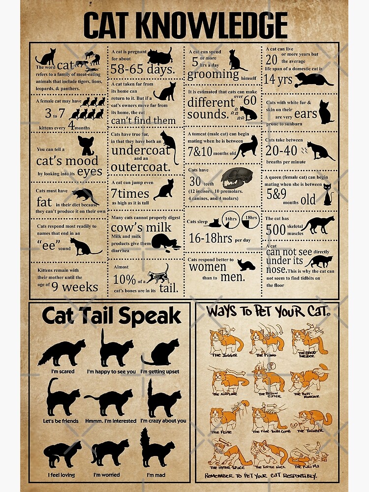 "Cat Knowledge Poster" Poster for Sale by BluesEye | Redbubble