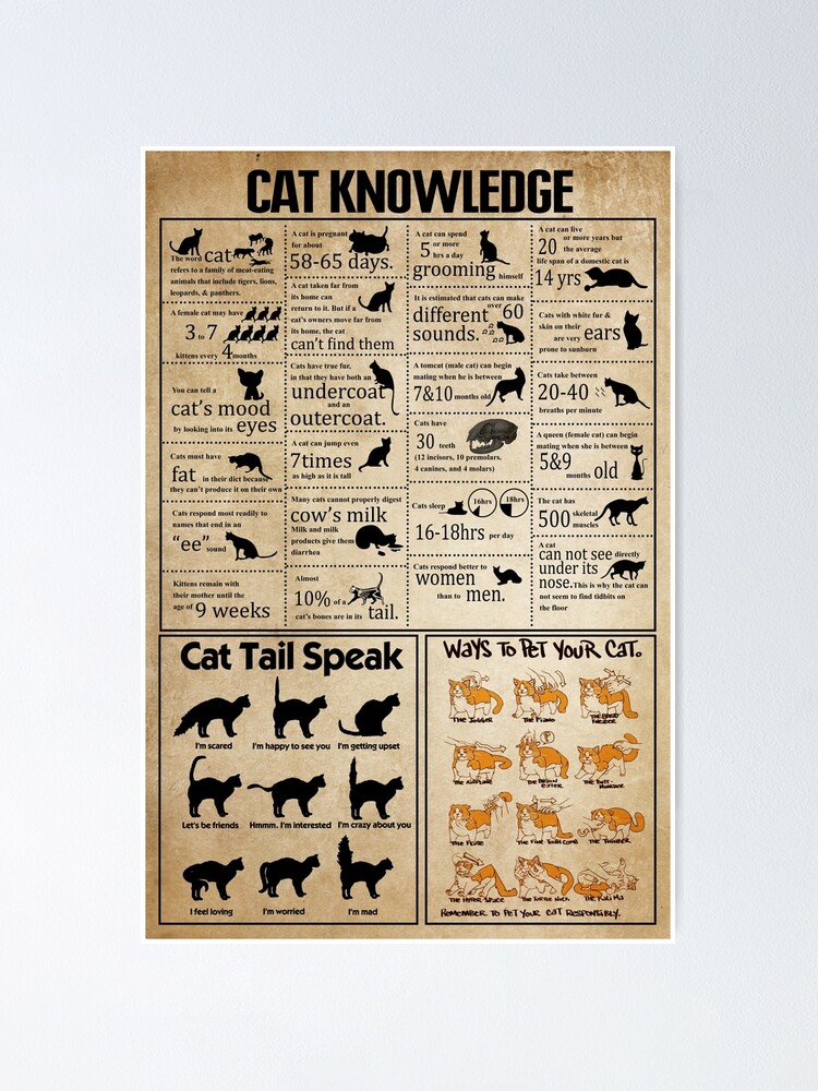 "Cat Knowledge Poster" Poster for Sale by BluesEye | Redbubble