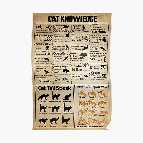 "Cat Knowledge Poster" Poster for Sale by BluesEye | Redbubble