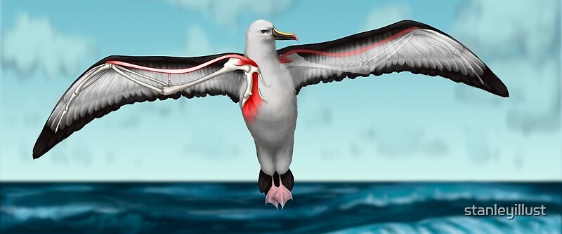 "Yellow-nosed Albatross Flight Anatomy" by stanleyillust | Redbubble