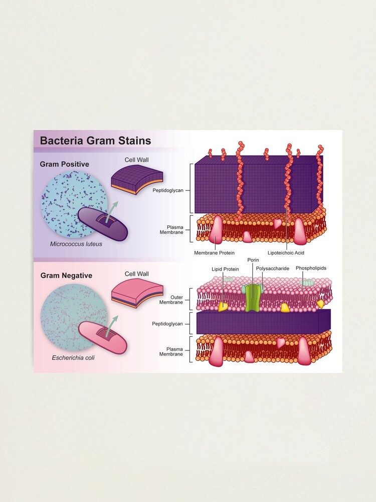"Gram Positive vs Gram Negative Bacteria" Photographic Print for Sale ...