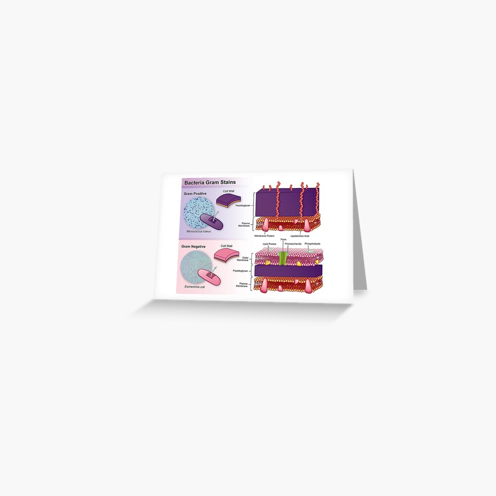 "Gram Positive vs Gram Negative Bacteria" Greeting Card for Sale by ...