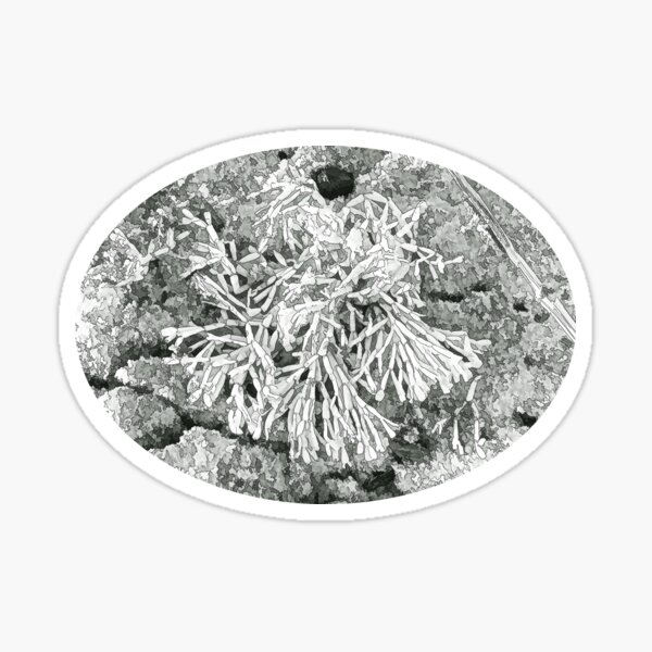 "Abstract beautiful coralline algae" Sticker for Sale by hereswendy ...