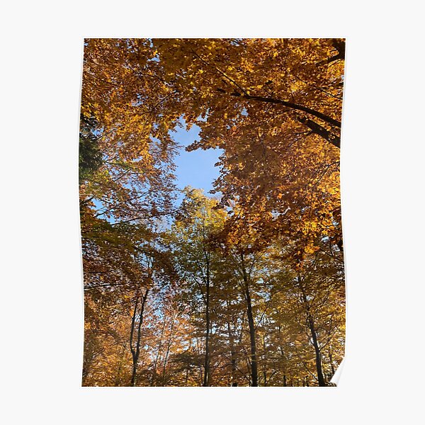 "Fall foliage" Poster by Dannad | Redbubble