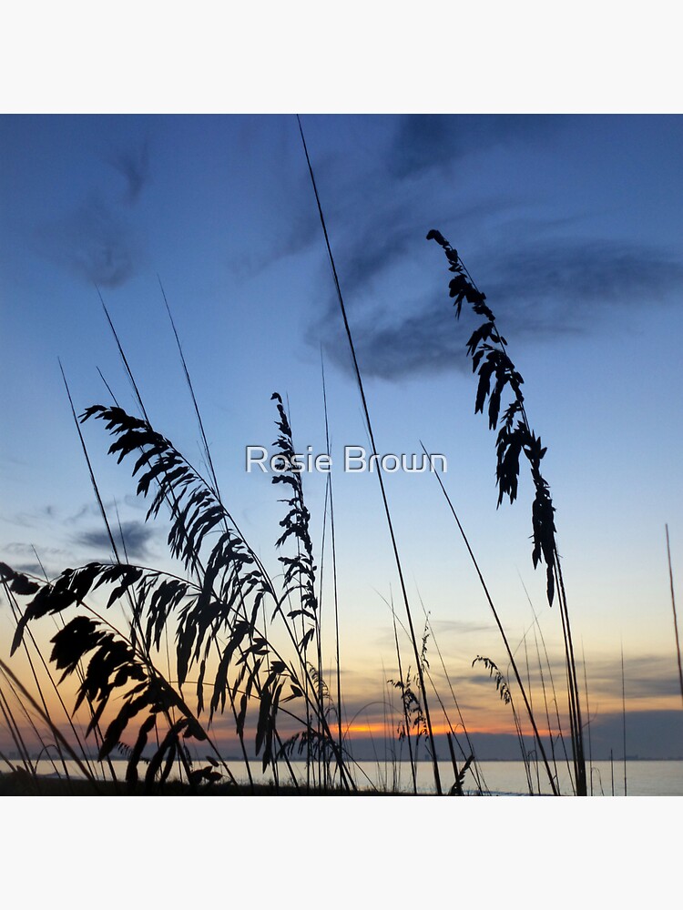 "Sea Oats Silhouette" Sticker for Sale by rosiebrown | Redbubble