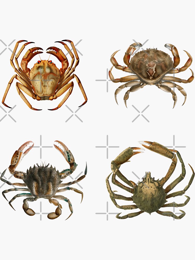 "Classic Crabs Sticker Pack" Sticker by Scubedesign | Redbubble