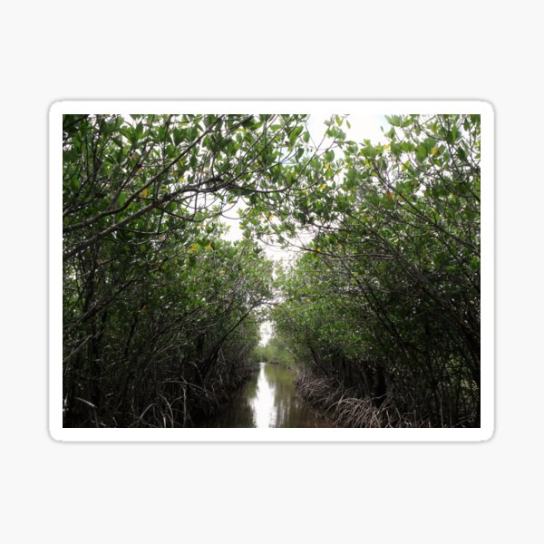 "Mangrove Tunnel" Sticker for Sale by mackography | Redbubble