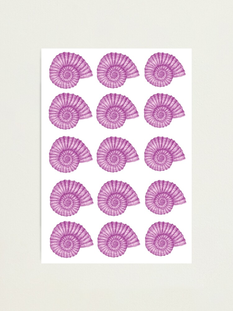 "Pink Ammonites - Bold Repeated Decorative Pattern of Ancient Seashells ...